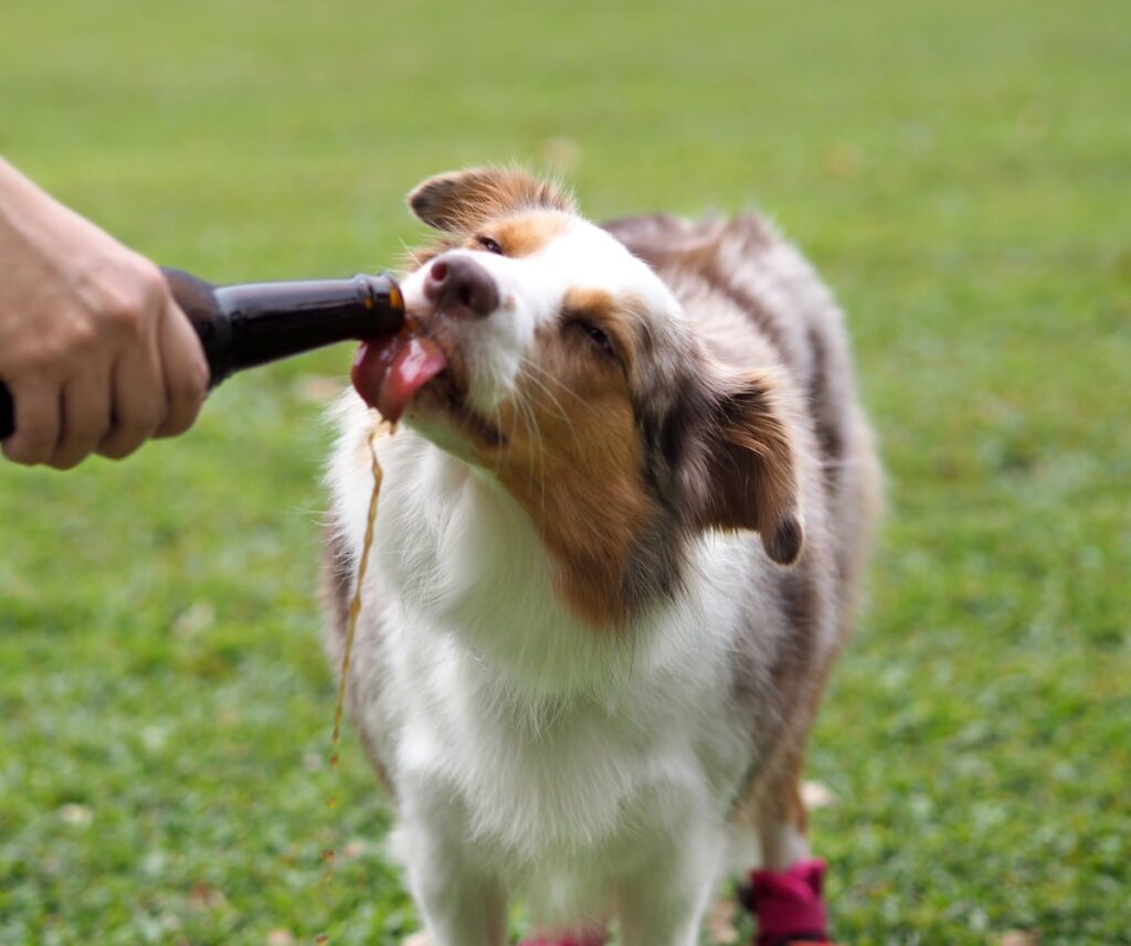 Floof Brew Rooster Booster or Moo-Shine – FLooF